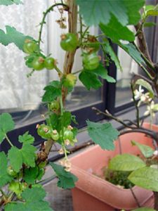 How to Grow Currants and Gooseberries in Your Container Garden ⋆ HTGT