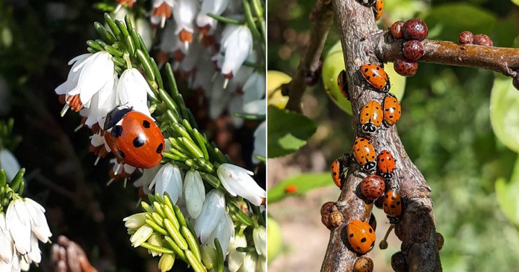 How to Attract Ladybugs to Your Garden ⋆ HTGT