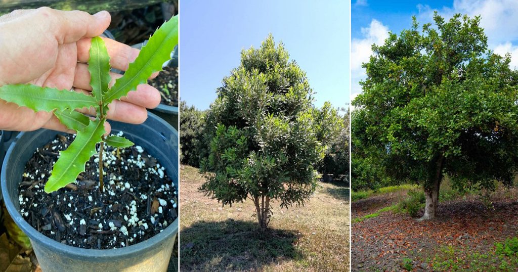 How to Grow Macadamia Nuts Tree ⋆ HTGT