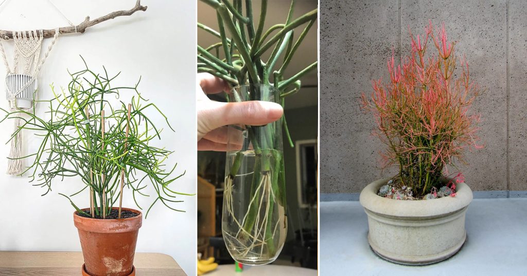 How to Grow Pencil Cactus | Euphorbia Tirucalli Care Guide ⋆ HTGT