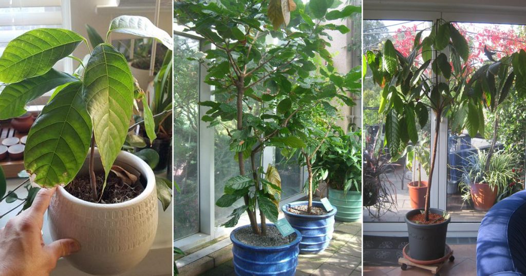 How to Grow a Cacao Tree in Pot ⋆ HTGT