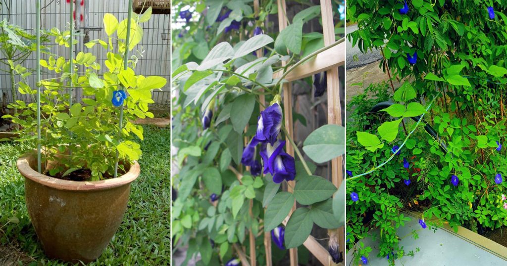 How to grow Butterfly Pea ⋆ HTGT
