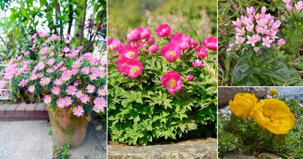 18 Best Italian Flowers ⋆ HTGT