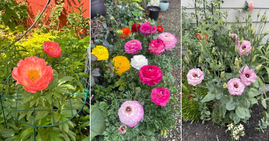 Flowers that look like Roses ⋆ HTGT