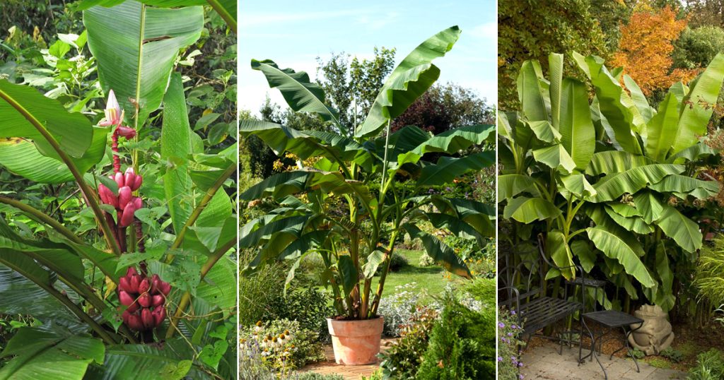 Growing Banana Trees in Cold Climate | Cold Hardy Banana Tree Varieties ⋆