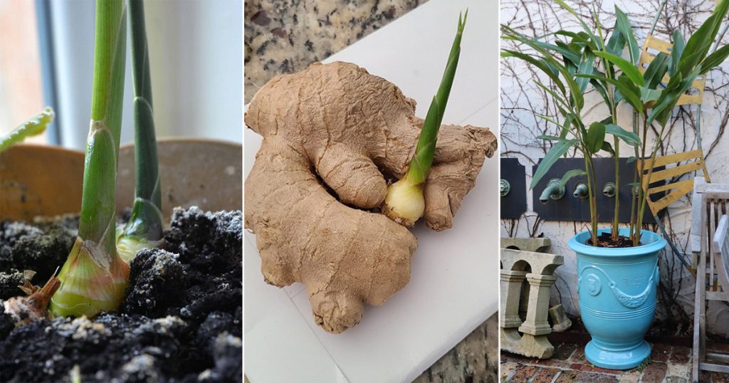 How to Grow Ginger from Ginger ⋆ HTGT