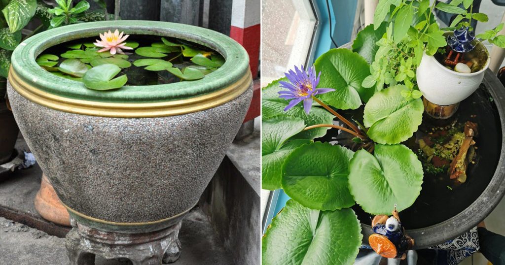 How to Grow Water Lilies at Home in Tubs and Pots ⋆ HTGT