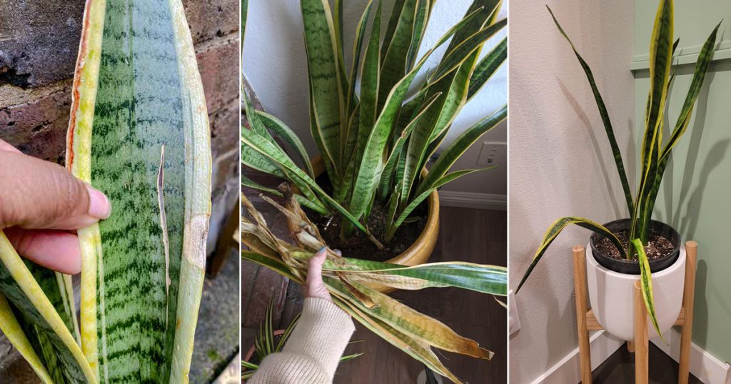 8 Most Common Snake Plant Problems and Solutions ⋆ HTGT