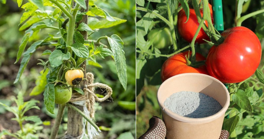 Ways to Stop Blossom End Rot ⋆ HTGT