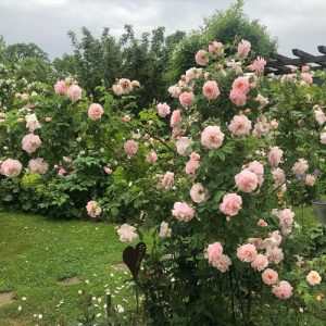 Best Vietnamese Flowers ⋆ HTGT