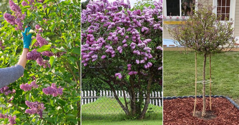How to Make a Lilac Bush Grow Taller ⋆ HTGT