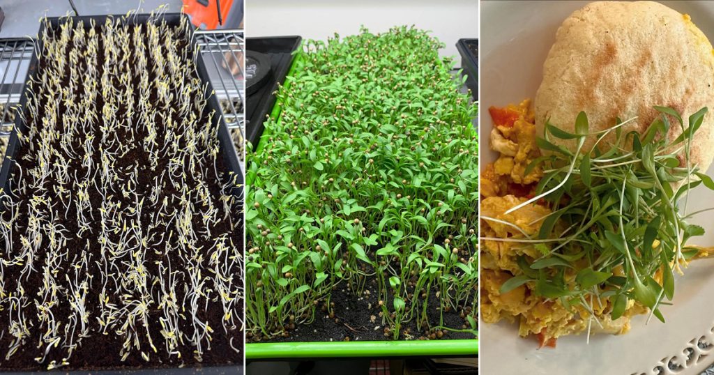 Growing Micro Cilantro: Taste and Uses ⋆ HTGT