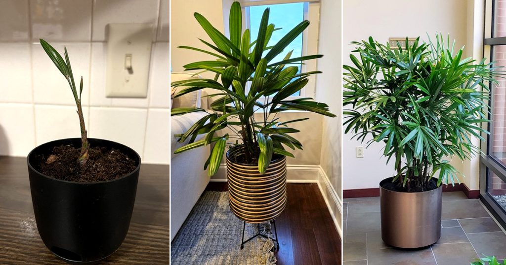 How to Grow Lady Palm Indoors ⋆ HTGT