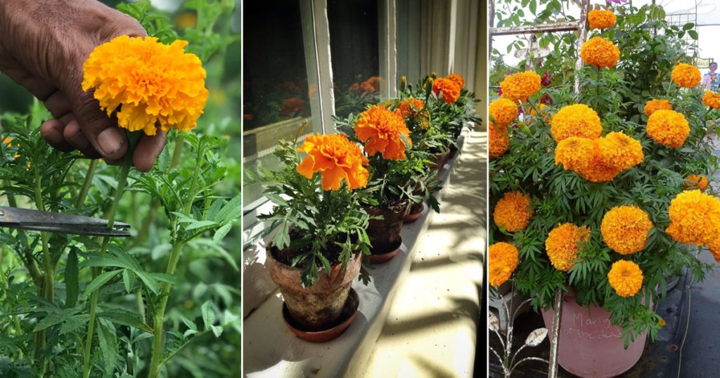 How to Grow Marigold from Cuttings ⋆ HTGT