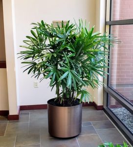 How to Grow Lady Palm Indoors ⋆ HTGT