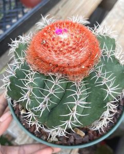 20 Cactus Varieties that Actually Prefer Indoor Conditions ⋆ HTGT