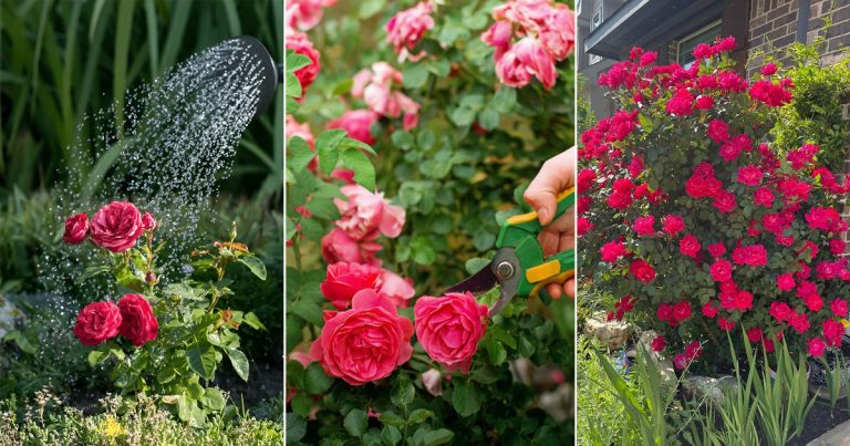 How to Prune Roses So They Bloom All Summer Long ⋆ HTGT