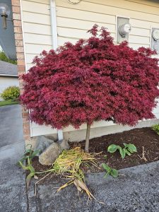 10 Outstanding Trees for Small Gardens ⋆ HTGT
