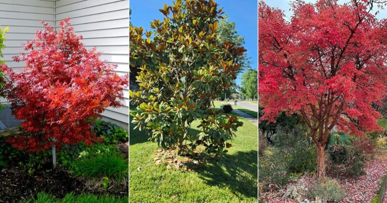 10 Outstanding Trees for Small Gardens ⋆ HTGT