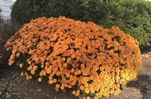 Late-blooming Plants for Colorful Fall Gardens ⋆ HTGT