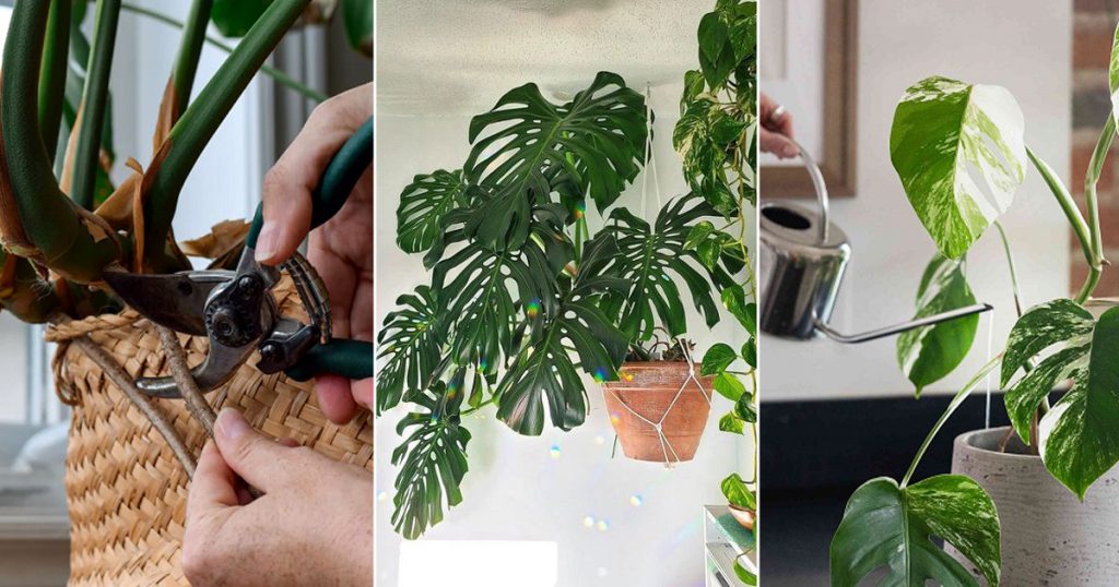 How to Make Monstera Grow as a Hanging Plant Instead of Climbing ⋆ HTGT