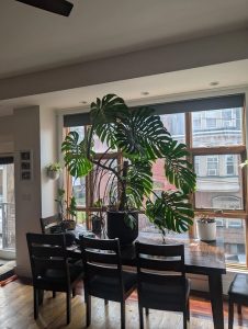 6 Best Indoor Spots to Keep Monstera for Faster Growth ⋆ HTGT