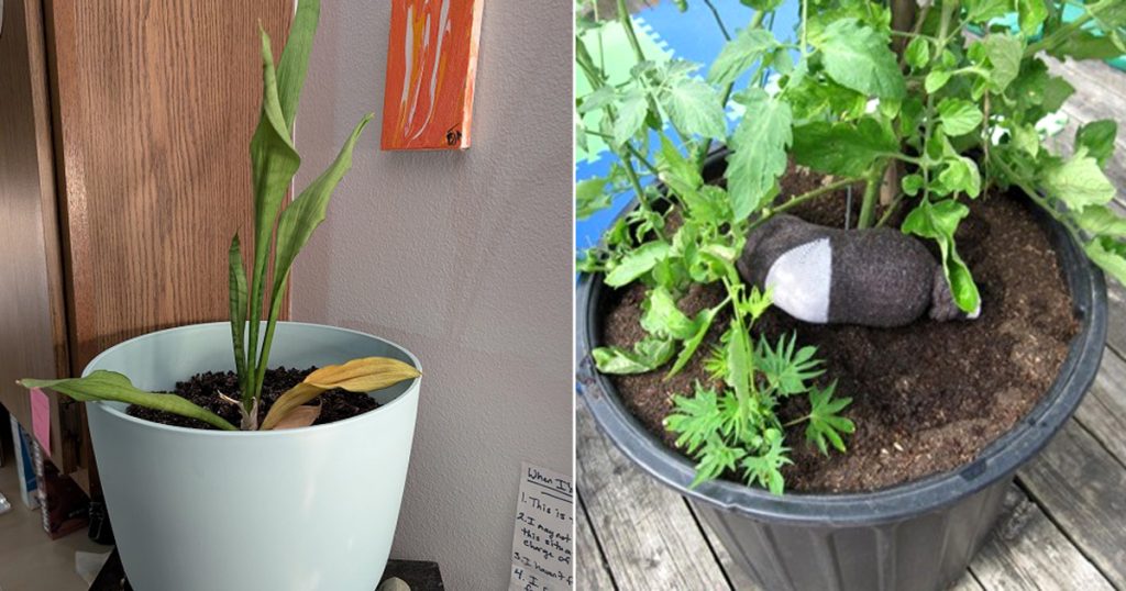 Sock Trick that Keeps Indoor Plants Thriving All Year ⋆ HTGT