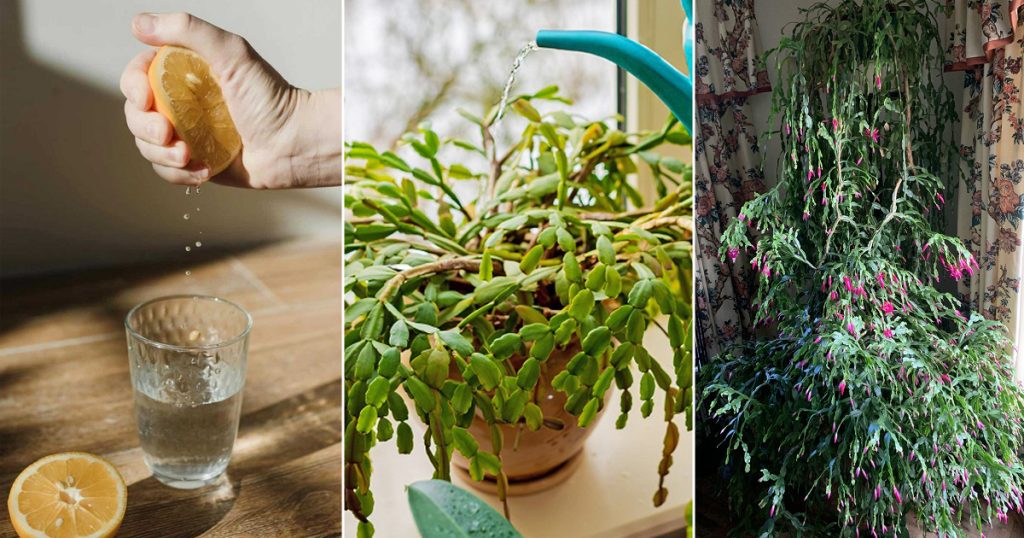 Boost Christmas Cactus Growth Using Lemon Juice ⋆ HTGT