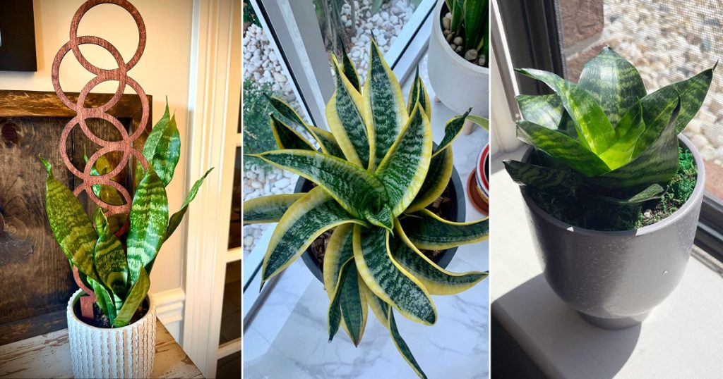 How to Grow a Snake Plant in Spiral Shape ⋆ HTGT