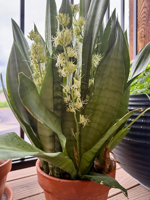 13 Stunning Snake Plant Varieties that Bloom ⋆ HTGT