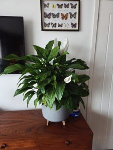 5 Tricks to Trigger Blooming in Peace Lilies ⋆ HTGT