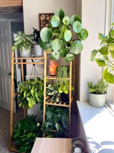 14 Indoor Plant Corner Ideas ⋆ HTGT