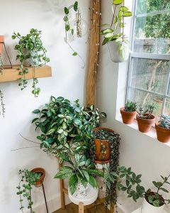 14 Indoor Plant Corner Ideas ⋆ HTGT