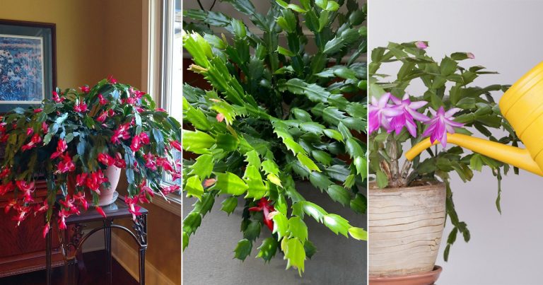 Why Your Thanksgiving Cactus Is Not Blooming and How to Fix It ⋆ HTGT