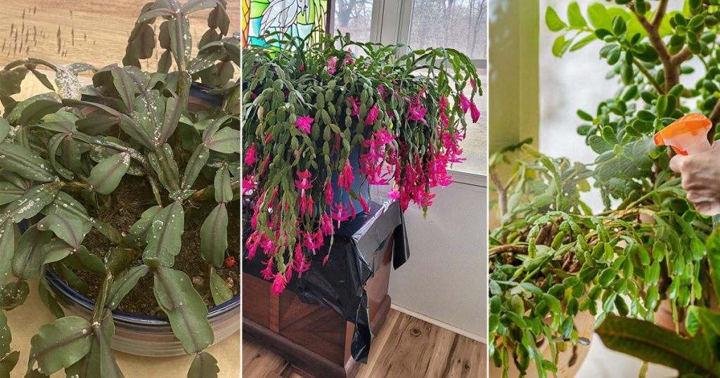 How to Stop Christmas Cactus Buds From Falling Off Before Blooming ⋆ HTGT