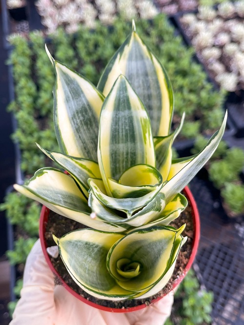 How to Grow a Rosette Shaped Snake Plant ⋆ HTGT