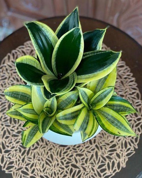 How to Grow a Rosette Shaped Snake Plant ⋆ HTGT