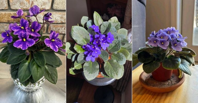 7 Reasons Your African Violet Refuses to Bloom Indoors ⋆ HTGT