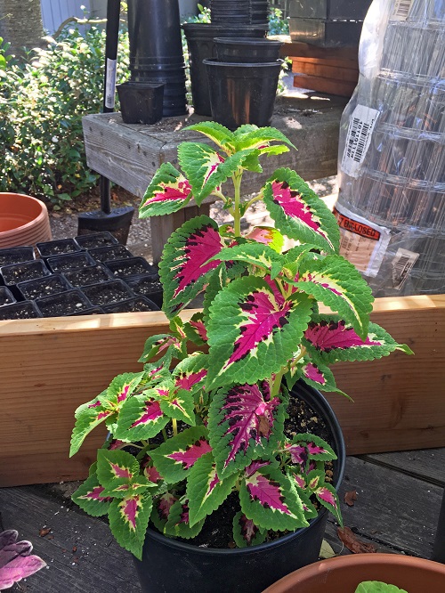 Colorful Coleus Varieties for Home and Garden ⋆ HTGT